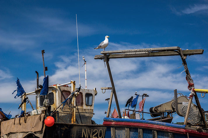 Boats & Seagull - Hastings UK Photo Archive