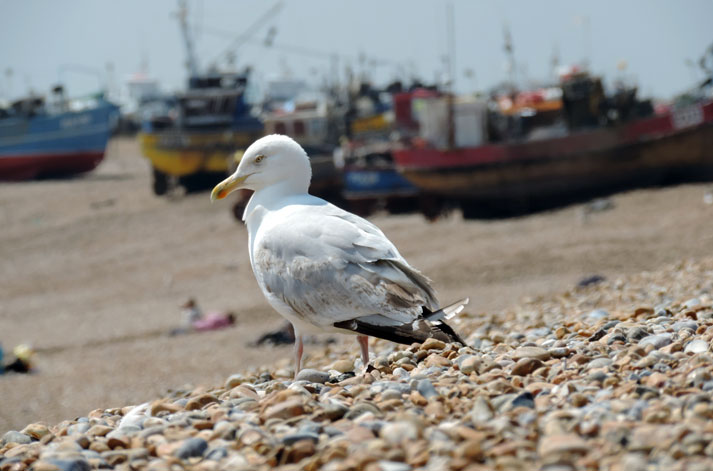 Seagull & Fishing Boats - Hastings UK Photo Archive